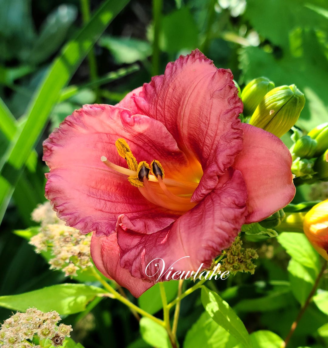Reblooming Raspberry Daylily Plant - Etsy