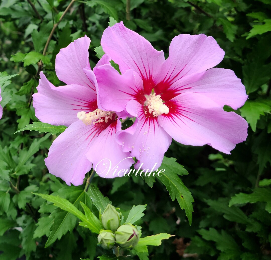 30” Tall Pink Red Star Rose of Sharon Hibiscus Syriacus - Blooming Age ...