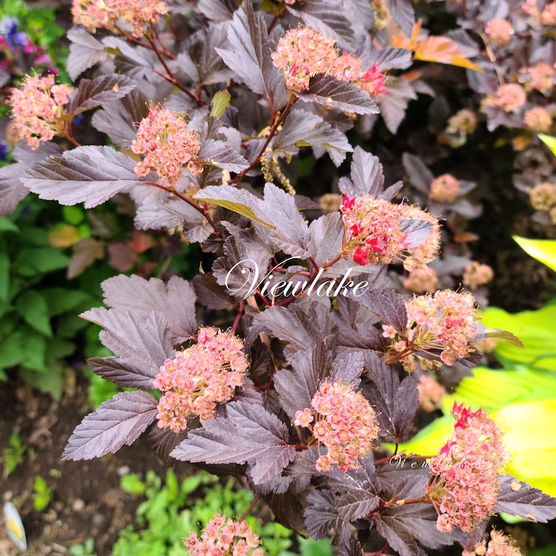Red Ninebark Live Plant: White Flowers, Burgundy Foliage (10-15" Tall ...