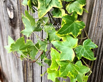 Five 5 Variegated English Ivy Plants Heavily Rooted Live House Plant ...