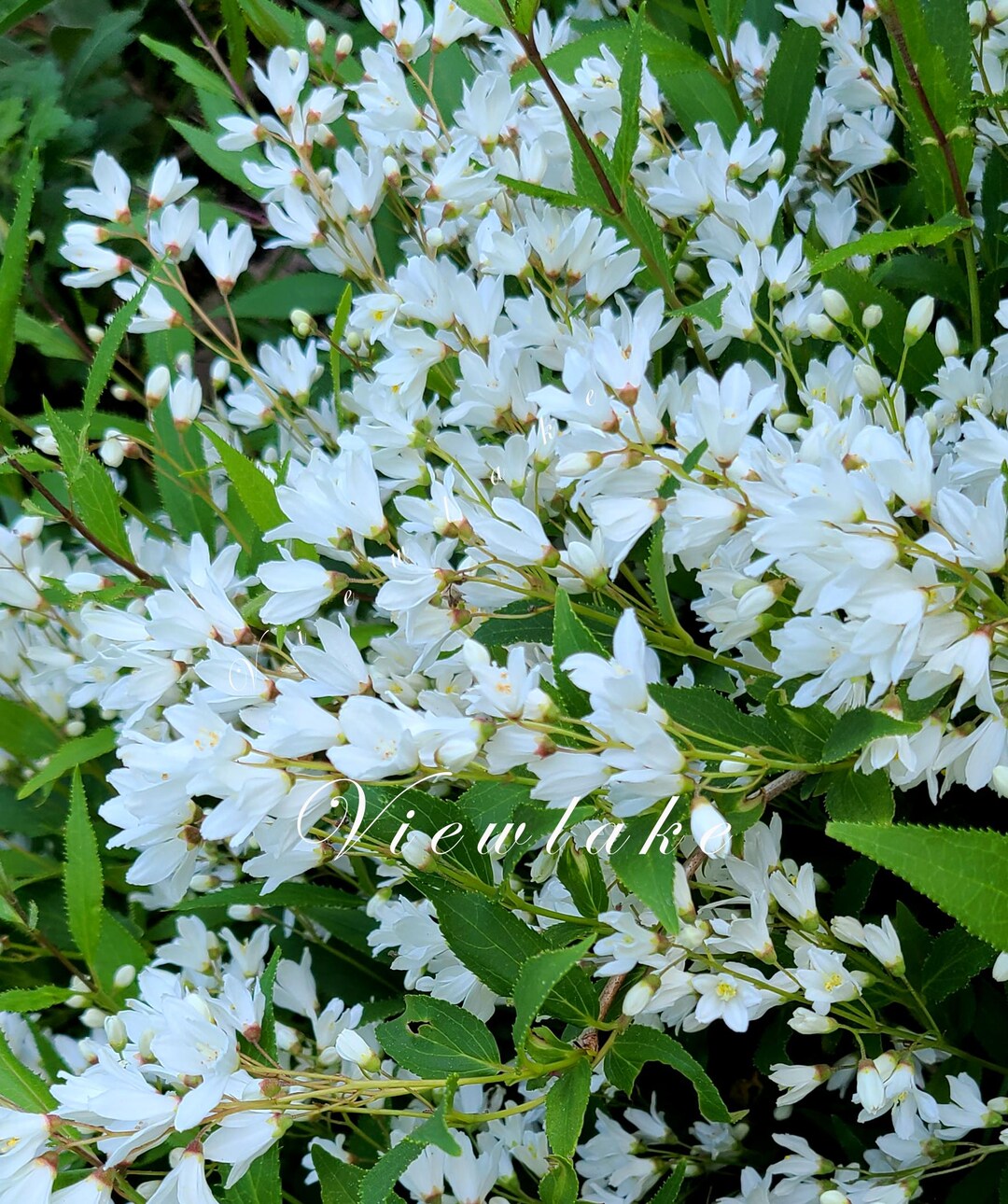 Deutzia "slender Nikko" Shrub With White Flowers - Naturally Compact ...