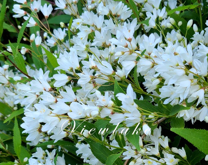 Deutzia "slender Nikko" Shrub With White Flowers - Naturally Compact ...