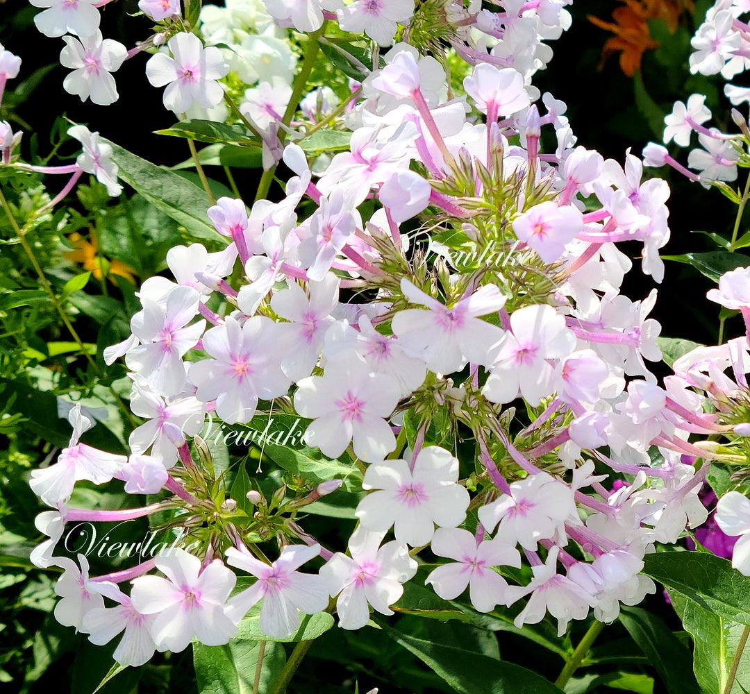 White Pink Star Garden Phlox, Hardy Native Perennial, Zones 3-8 - Etsy