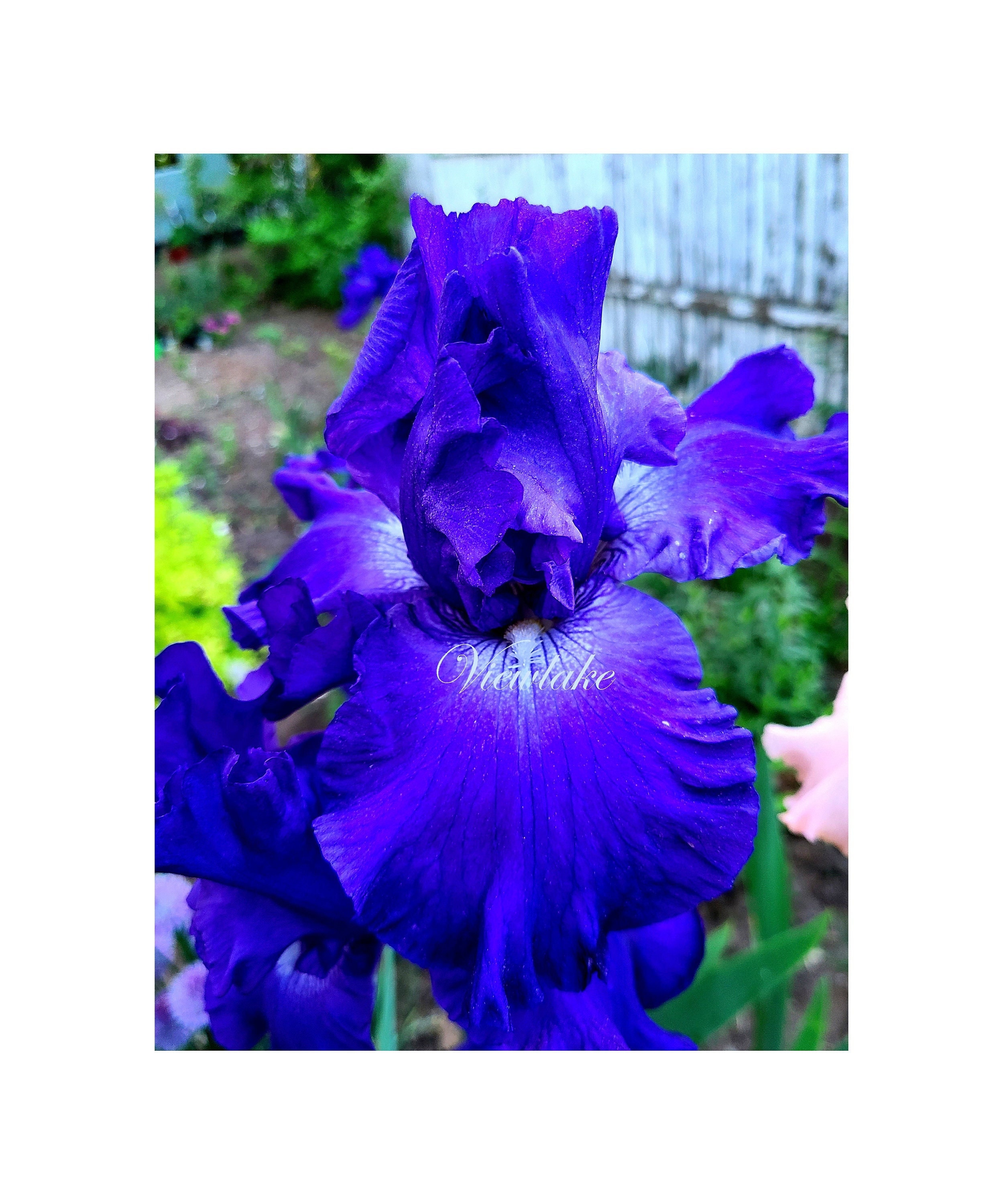 Tall Bearded Iris Flower Drawing