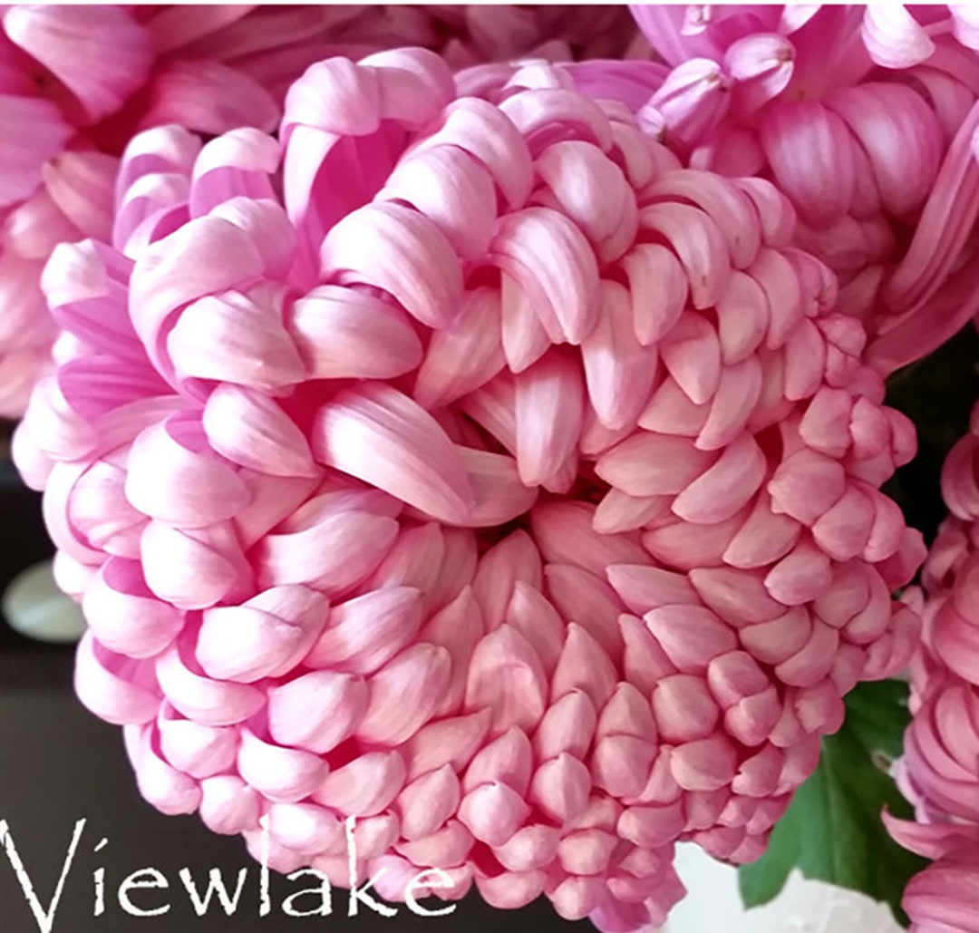Garden Chrysanthemum Pink 'football Mum' Perennial - Ship as Root ...