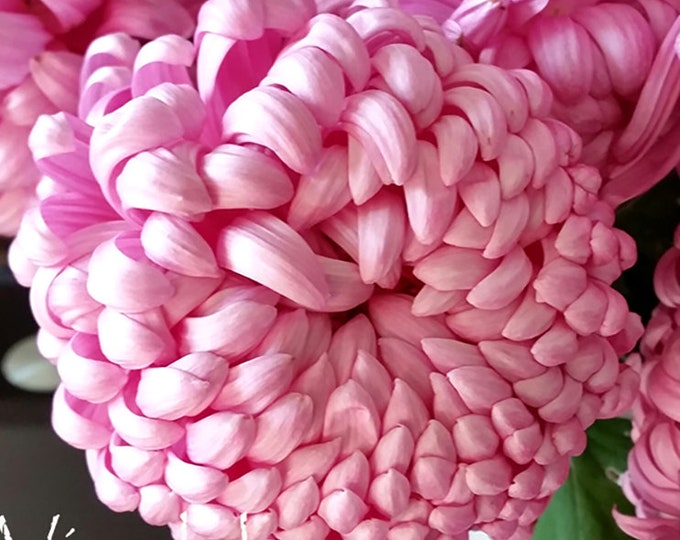 Garden Chrysanthemum Pink 'football Mum' Perennial - Ship as Root ...