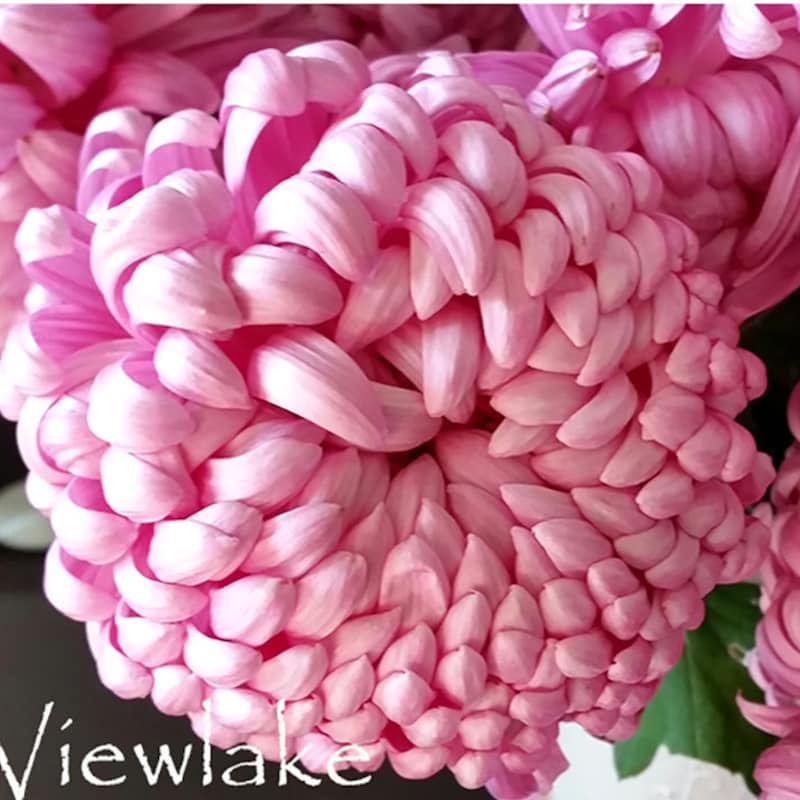 Chrysanthemum - Etsy