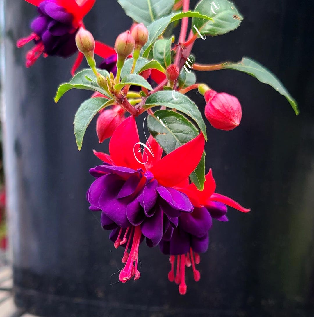 Double Purple-red Fushia Plant - Heavily Rooted Starter Plant 6-8" Tall ...