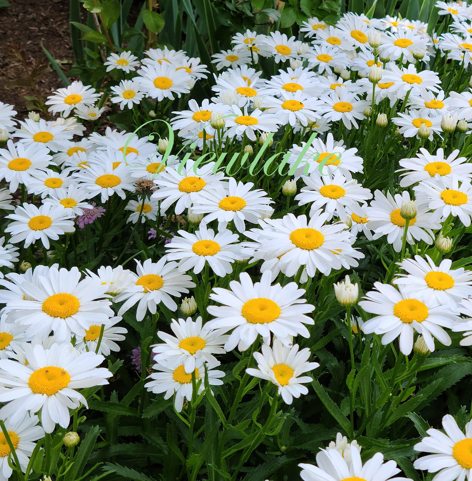 Becky Shasta Daisy Root/plant Classic Perennial Summer Fall | Etsy