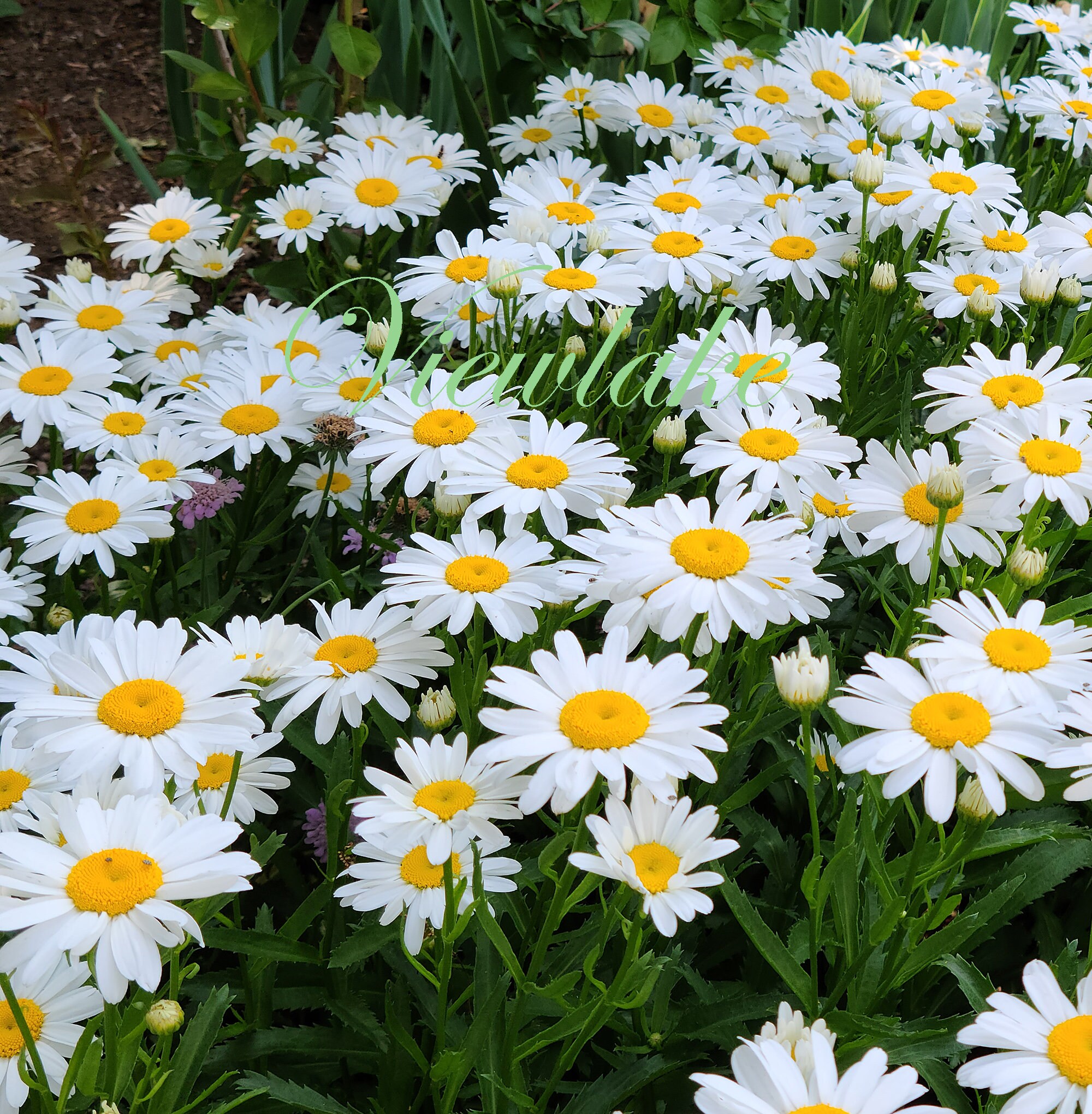 Becky Shasta Daisy Root/plant Classic Perennial Summer Fall | Etsy