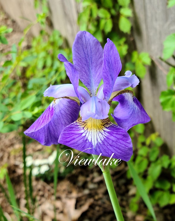 Blue Siberian Iris