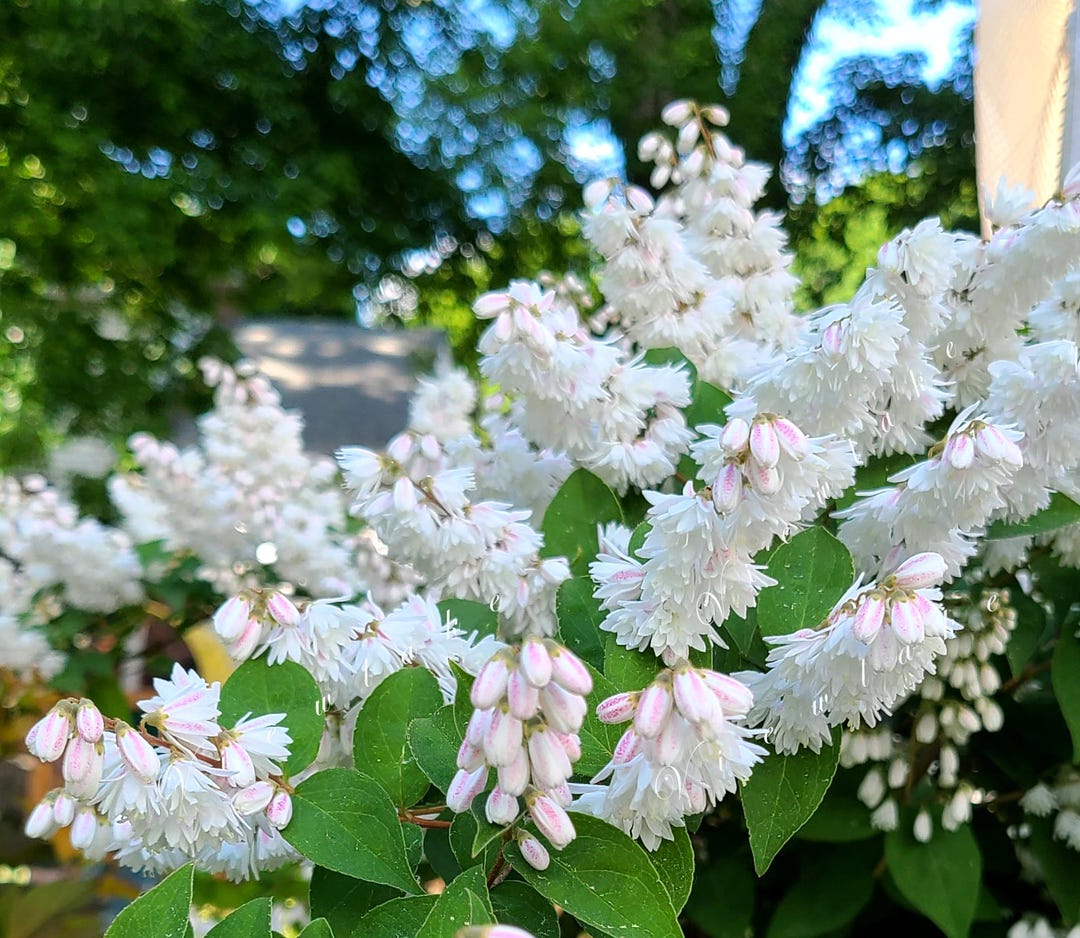 Deutzia Scabra - Summer White Flowers - Live Plant in 4-inch Container ...