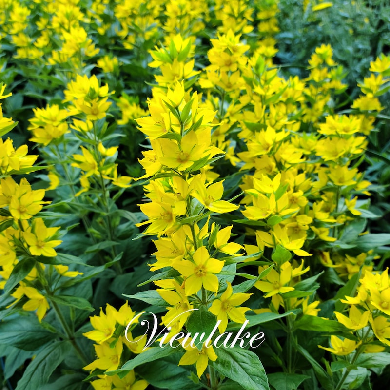 Bright Yellow Cups - Etsy