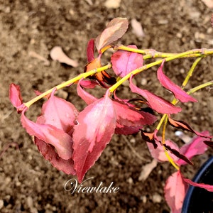 Euonymus Fortunei Moonshadow - Evergreen Bush - Live Plant - Etsy