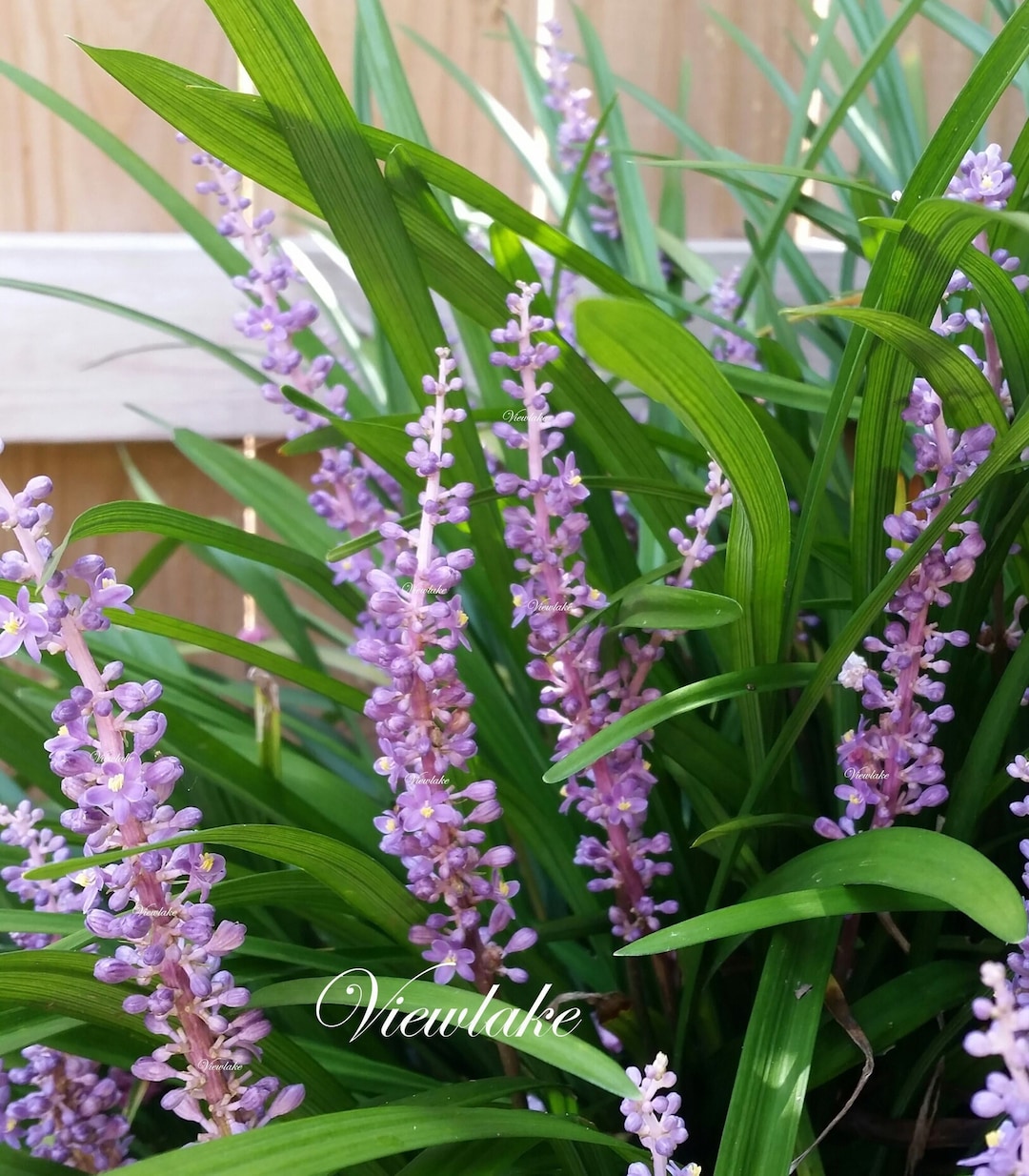 9 Liriope Plants: Lily Turf Monkey Grass, Easy Grow Perennial ...