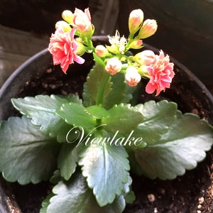 Pink Double Calandiva Kalanchoe Blossfeldiana Blooming Succulents Live ...