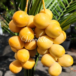 Fruit Date Palm Tree 'barhi' Seedling - Barhi Tree - Live Fruit Tree ...