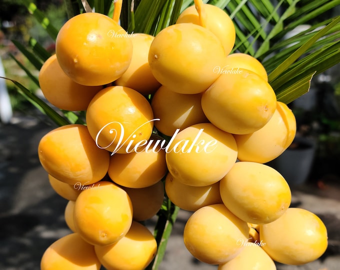 Fruit Date Palm Tree 'barhi' Seedling - Barhi Tree - Live Fruit Tree ...