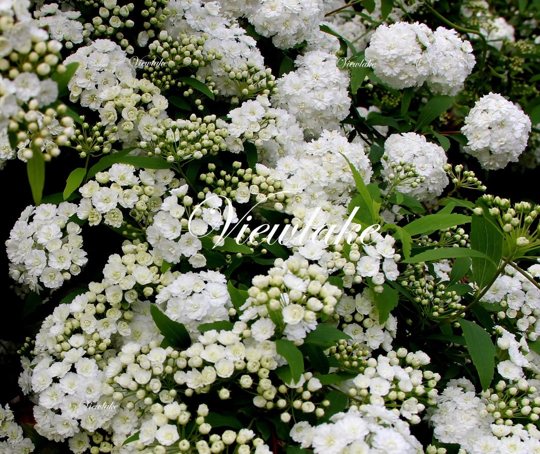 Bridal Wreath Spirea Bush - Rare White Double Spirea - 4"-container ...