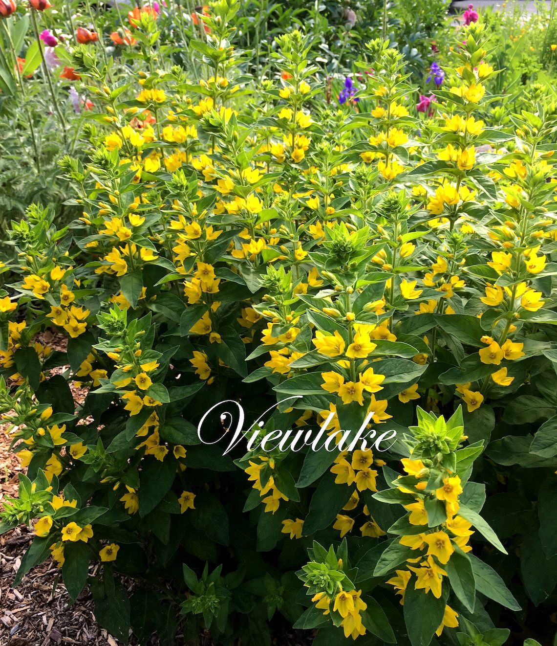 Two (2) Strong Yellow Loosestrife Perennial Plants - Lysimachia ...