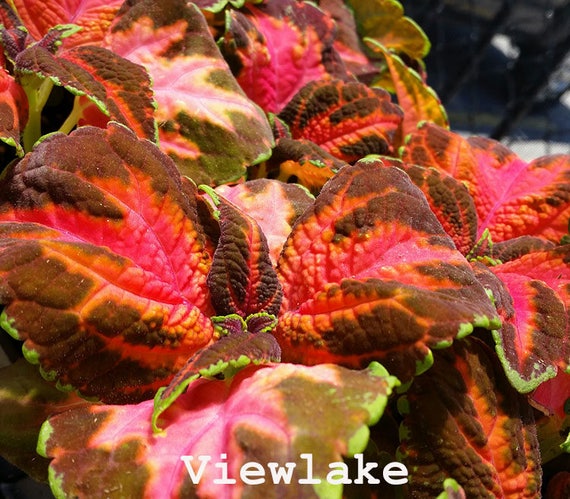 Rainbow Coleus Plant Pink Green Brown Coleus Plant Foliage | Etsy