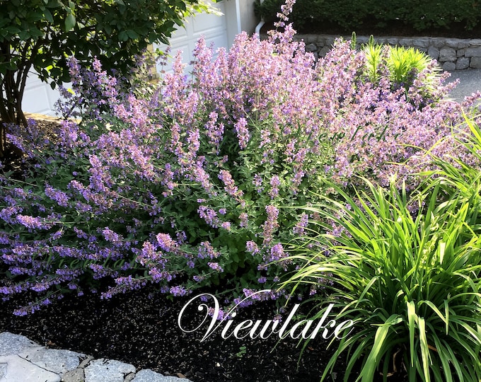 Catmint Plant Perennial Live Plants for Rock Garden Garden Bed Ground ...