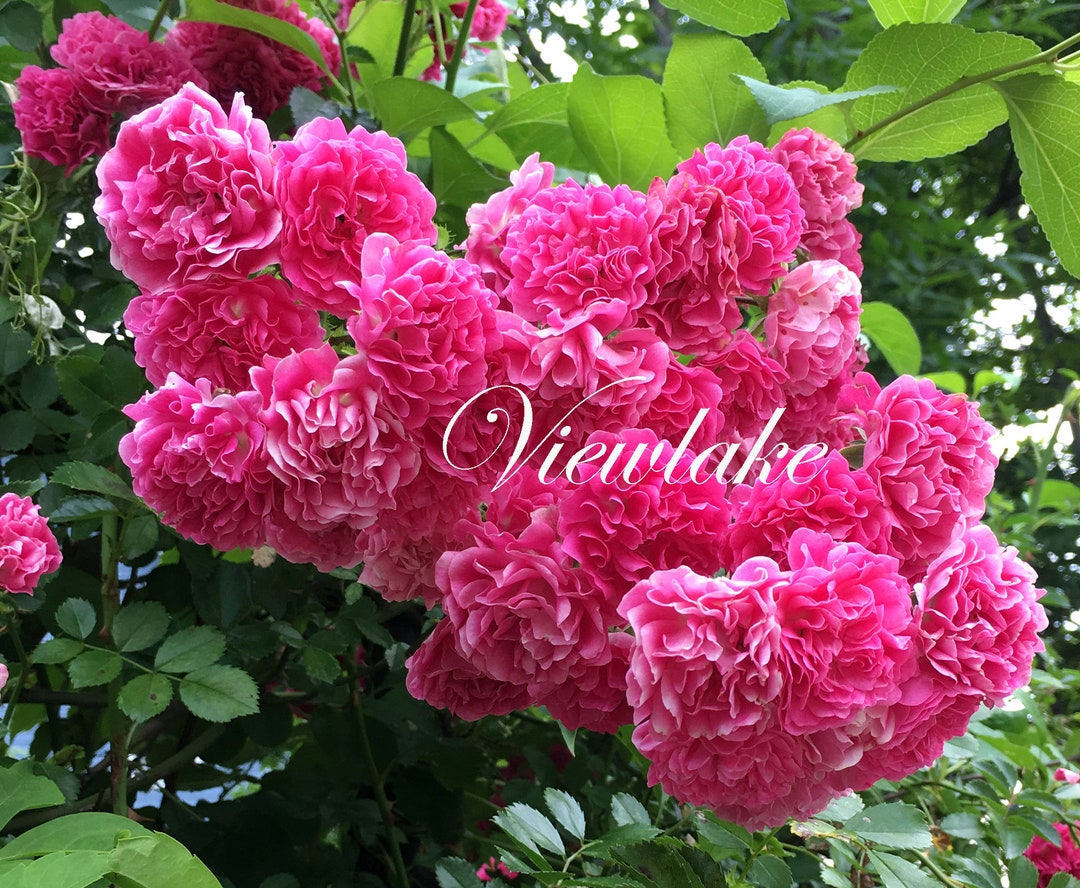 Magenta Climbing Rose Plant - Fragrant Blooms, Disease Resistant - Etsy