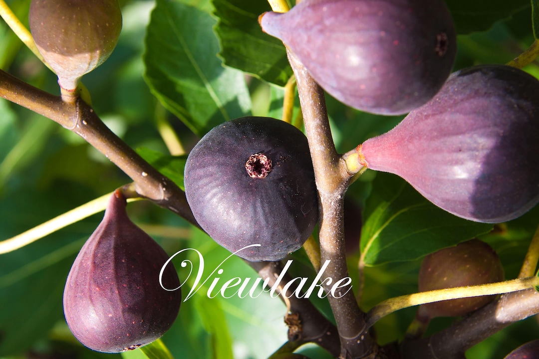 Live Fig Tree - Organically Grown - Live Fruit Tree, 10-15” Tall - Etsy