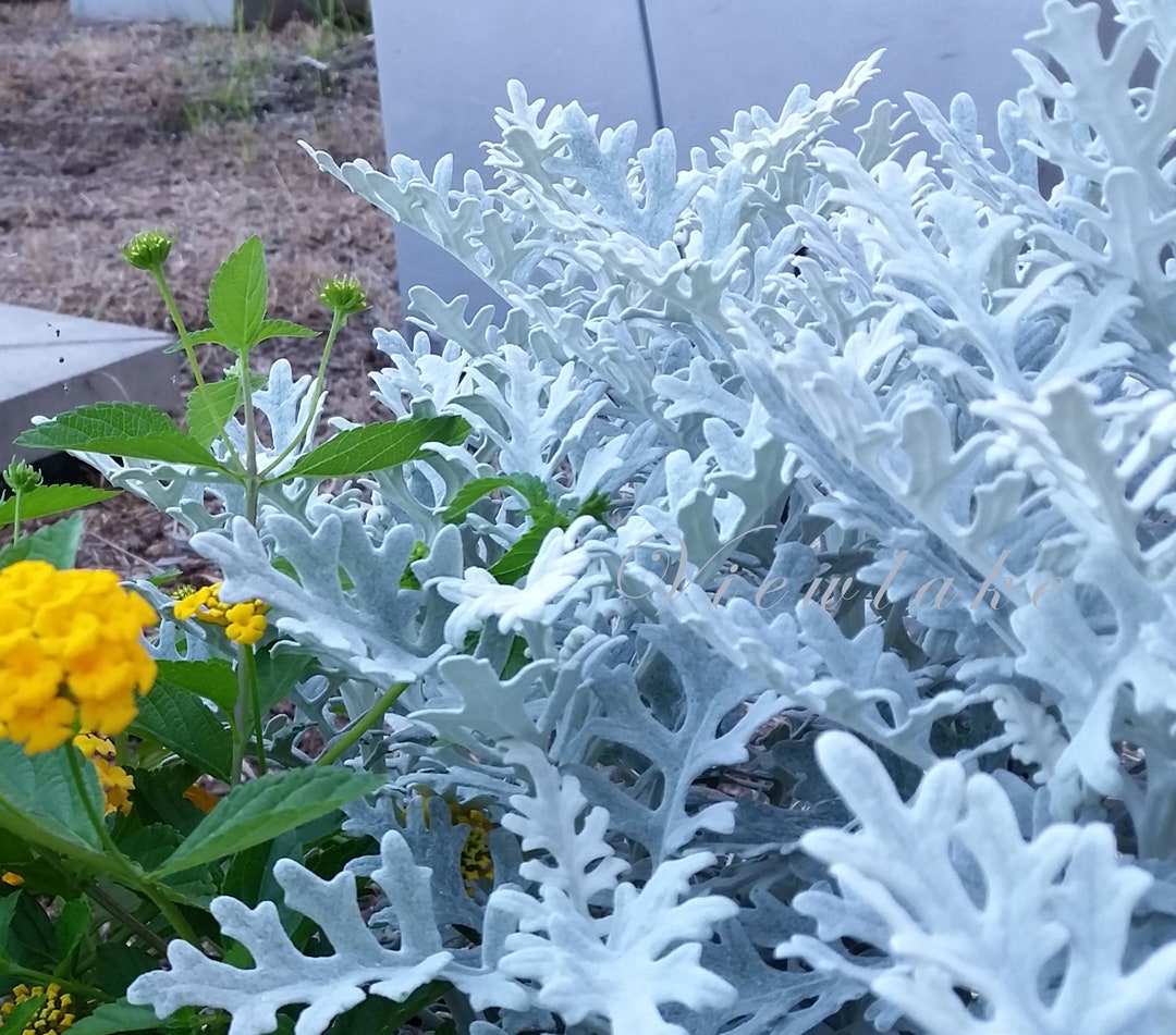 Dusty Miller Live Plant: Hardy Perennial Foliage for Garden Containers ...