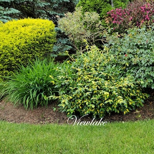 Euonymus Fortunei Moonshadow - Evergreen Bush - Live Plant - Etsy
