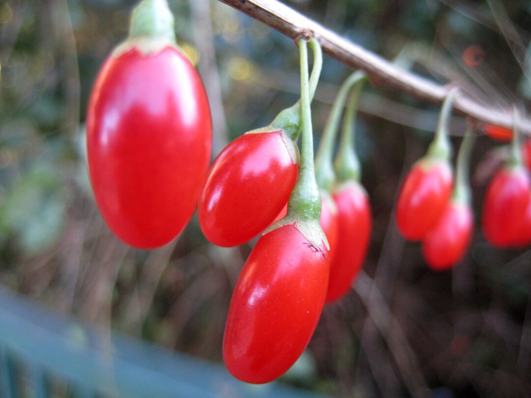 Goji Berry Plant: Lycium Barbarum, High Antioxidant Superfood - Etsy
