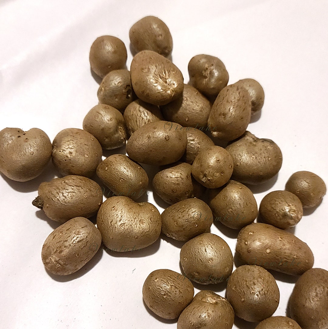 10 or 20 Chinese Yam Bulbs -aerial Bulbs of Dioscorea Polystachya ...