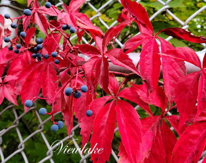Virginia Creeper Vines - Ivy Plants - Parthenocissus Quinquefolia ...