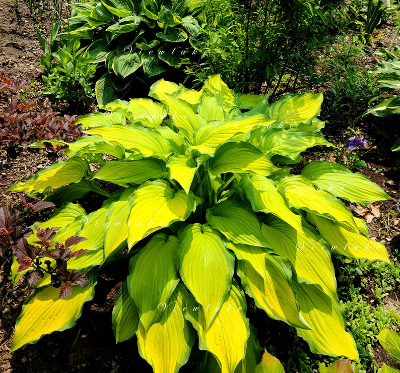 Hosta JUNE Live Plant: Lime-gold Leaves, Lavender Flowers - Etsy