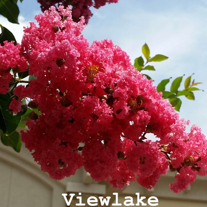 Myrtle Tree - Etsy