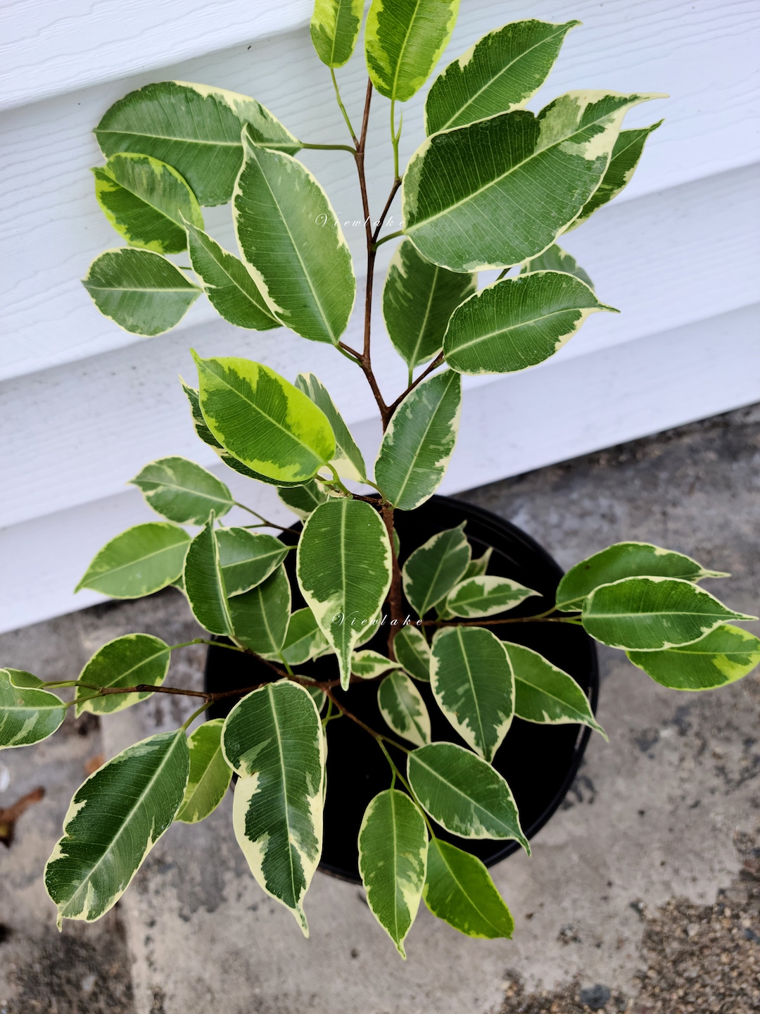 Variegated Ficus Benjamina Tree House Plant Plant Gift - Etsy