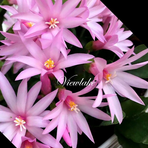 Easter Cactus Live Plant - Etsy