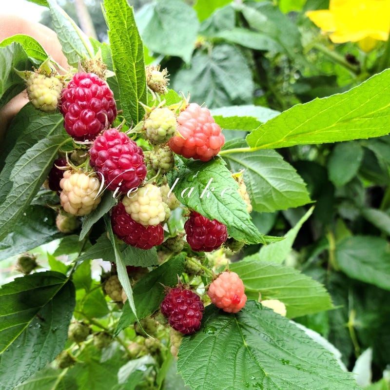 Raspberry Plant - Etsy