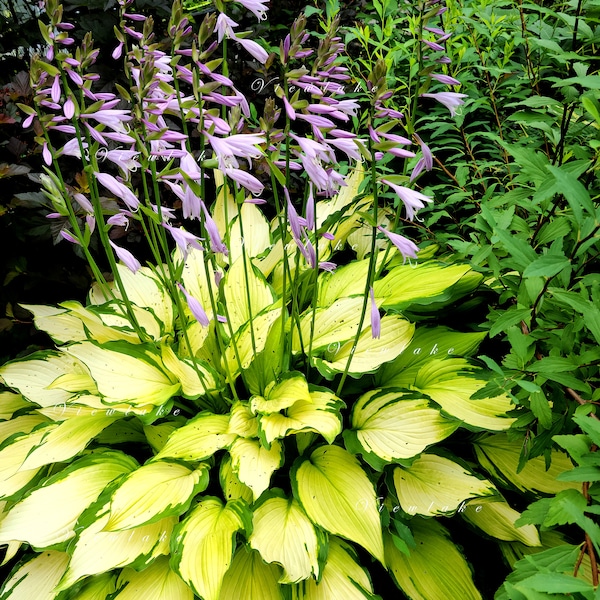 Pink Hostas Live Plant - Etsy