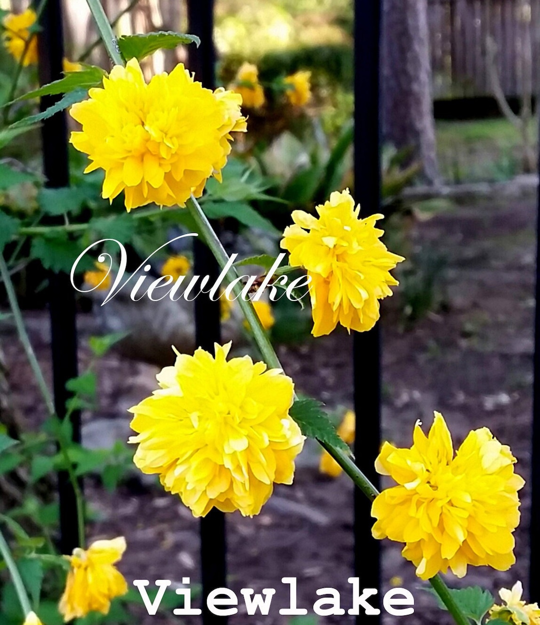 Double Flowering Japanese Kerria Plant: Jew's Mantle - Organically ...