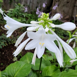 White Feather Hosta - Etsy