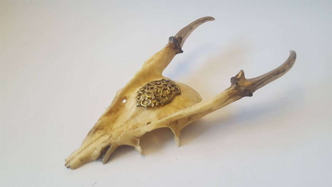 Roe Deer Horns Replica Bone and Gold Horns Colour With Brass - Etsy