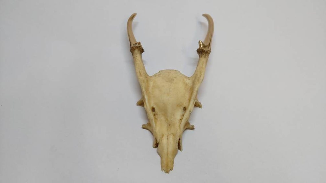 Roe Deer Horns Replica Bone and Gold Horns Colour - Etsy