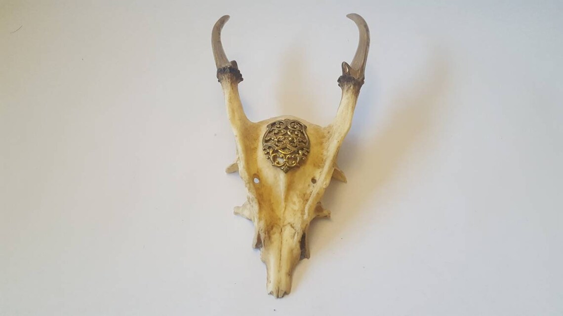 Roe Deer Horns Replica Bone and Gold Horns Colour With Brass - Etsy
