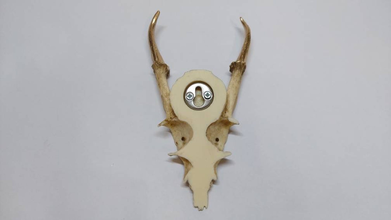 Roe Deer Horns Replica Bone and Gold Horns Colour - Etsy