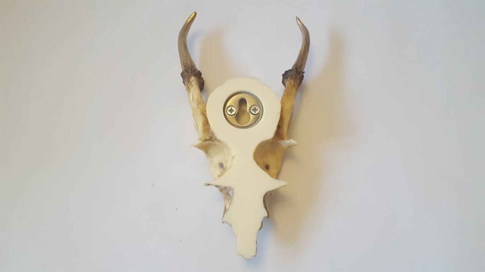 Roe Deer Horns Replica Bone and Gold Horns Colour With Brass - Etsy