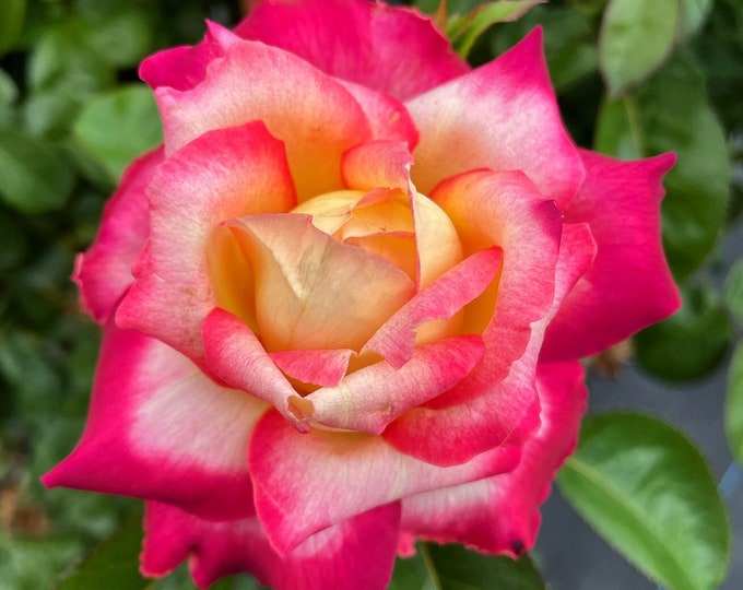 Rose Live Plant Love & Peace Hybrid Tea Rose 4" Nursery Growing Pot ...