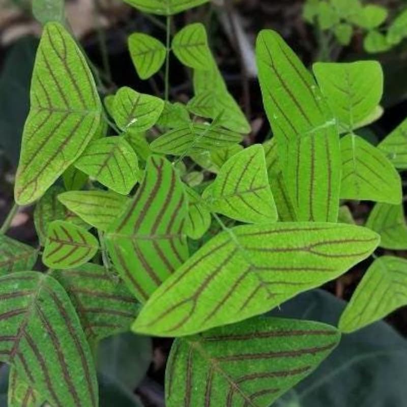 Swallowtail Plant - Etsy