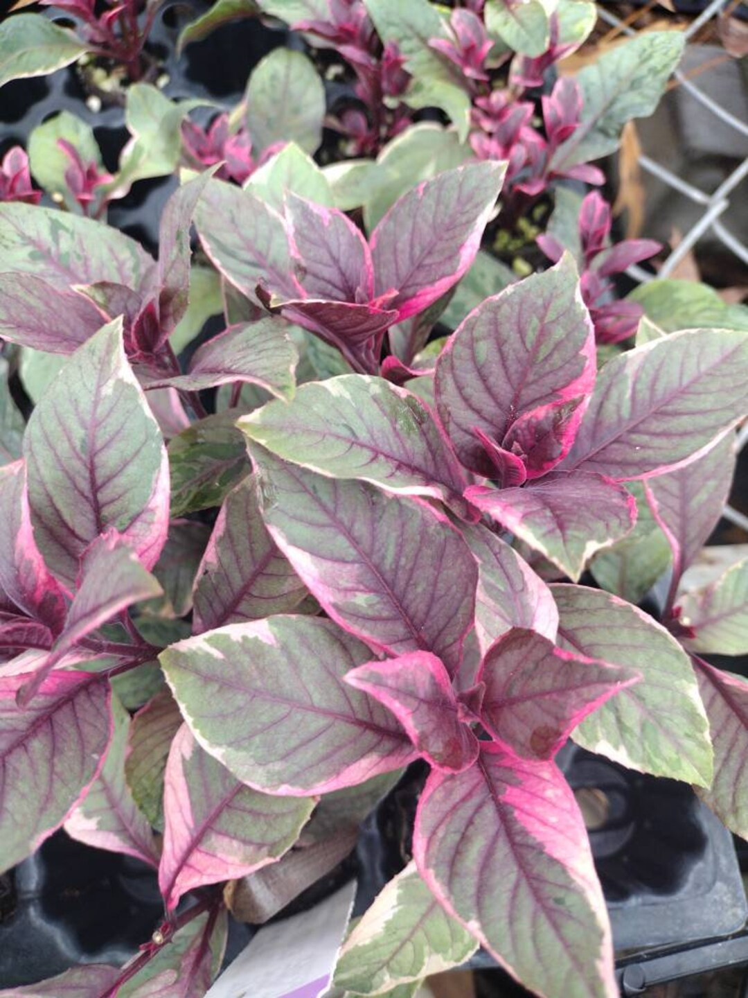 FUCHSIA Live Plants Upright Firecracker 4" Nursery Growing Pot Starter ...