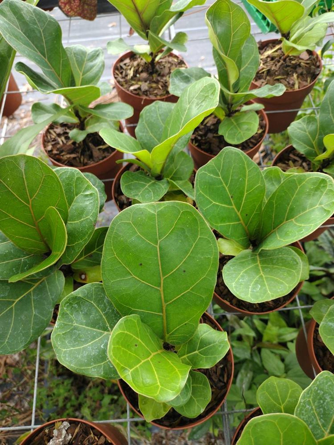 FICUS DWARF FIDDLE Leaf Fig Little Sunshine 1 Plant 4pot It is Sooo ...